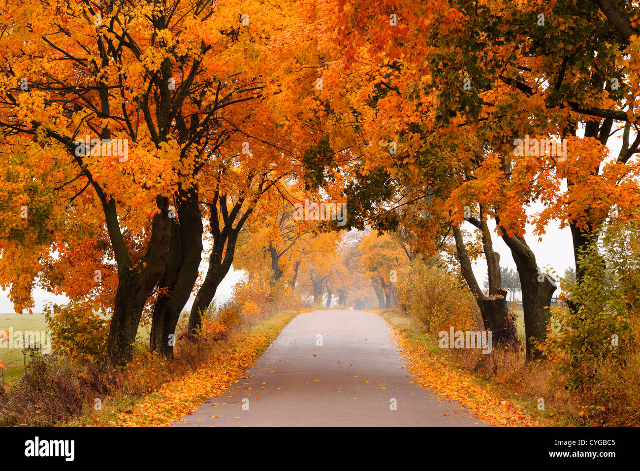 Autumn - road with colorful, vibrant maple trees. Fall in Poland Stock ...