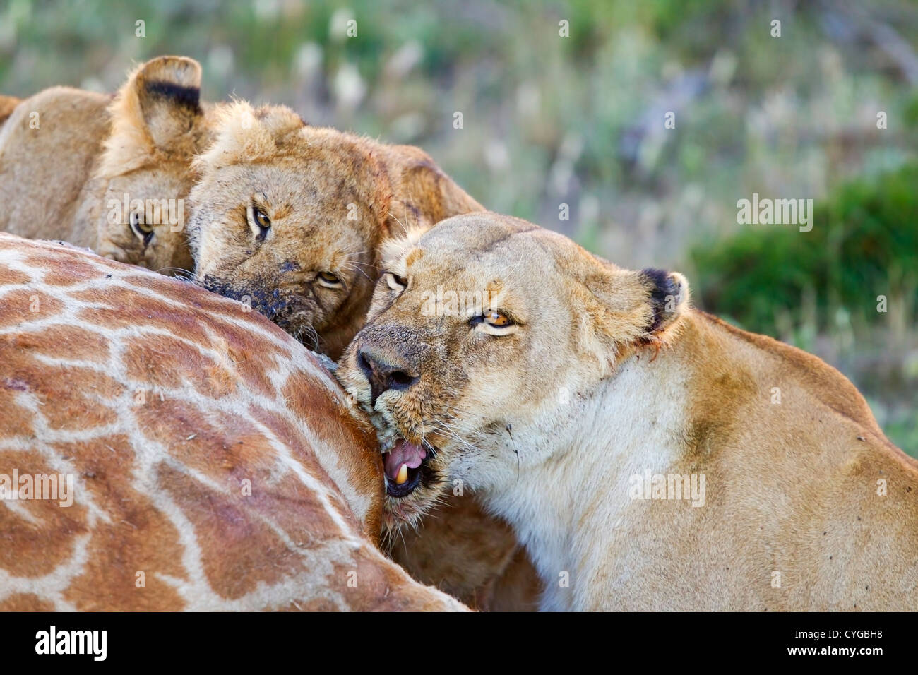 lion (Panthera leo) three animals feeding on giraffe carcass, Kenya ...