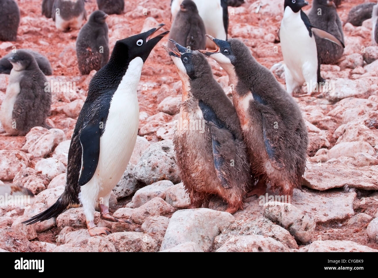 Adult animal offspring ocean hi-res stock photography and images - Alamy
