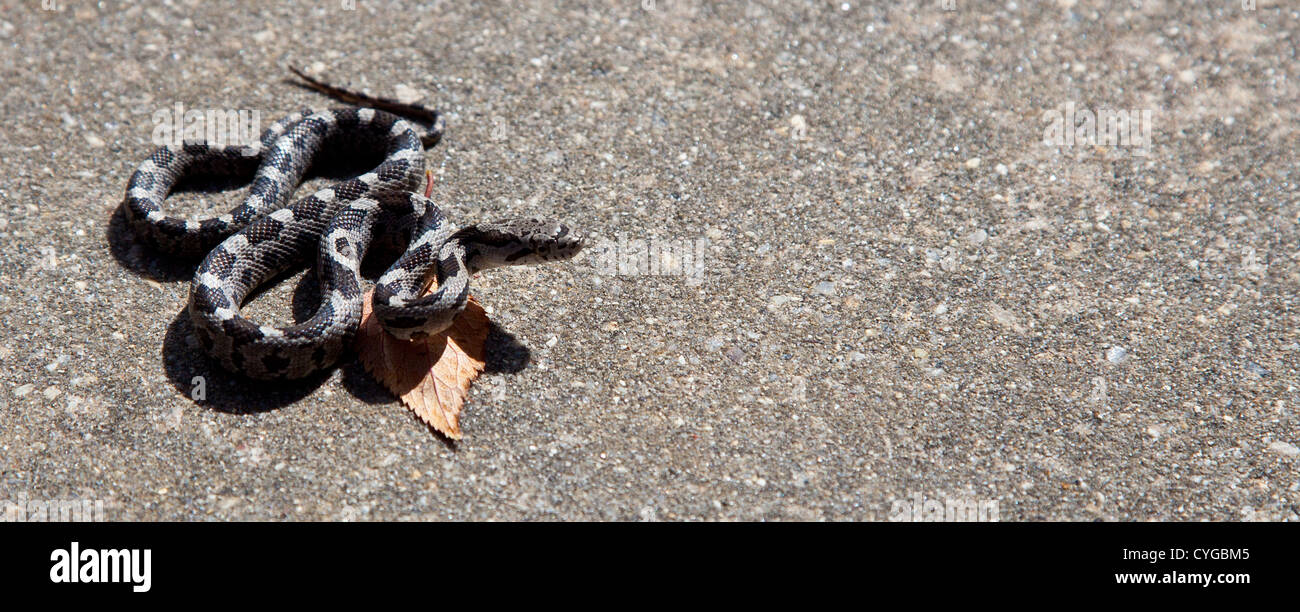 Rat snake hi-res stock photography and images - Alamy