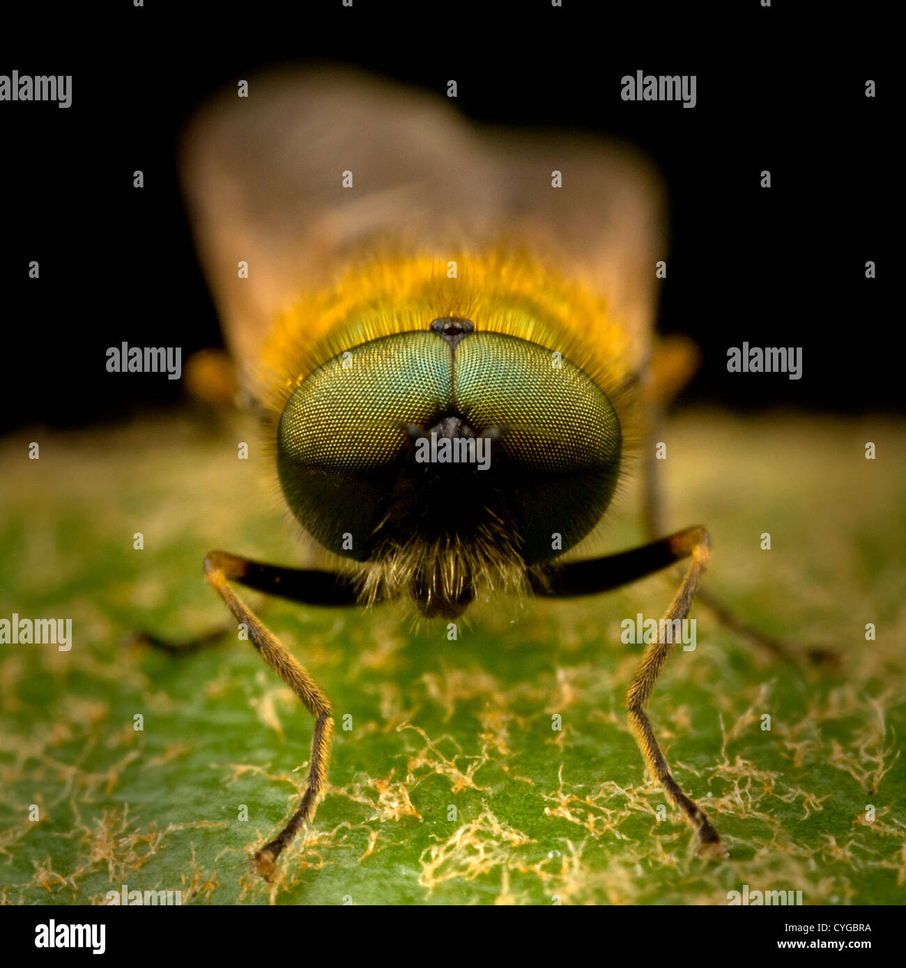 Black soldier fly hi-res stock photography and images - Alamy