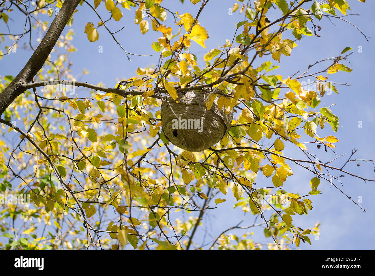 bee, wasp, hornet, fall, tree, nature Stock Photo - Alamy