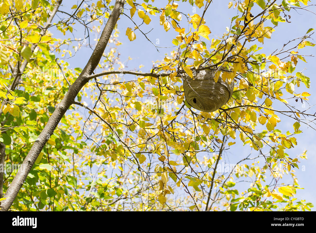Wasp nest in tree hi-res stock photography and images - Alamy