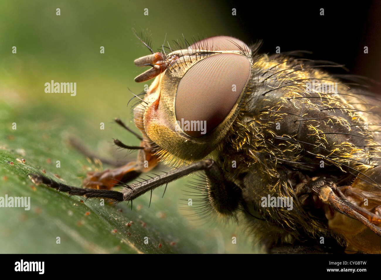 A fly close-up feeding Stock Photo - Alamy