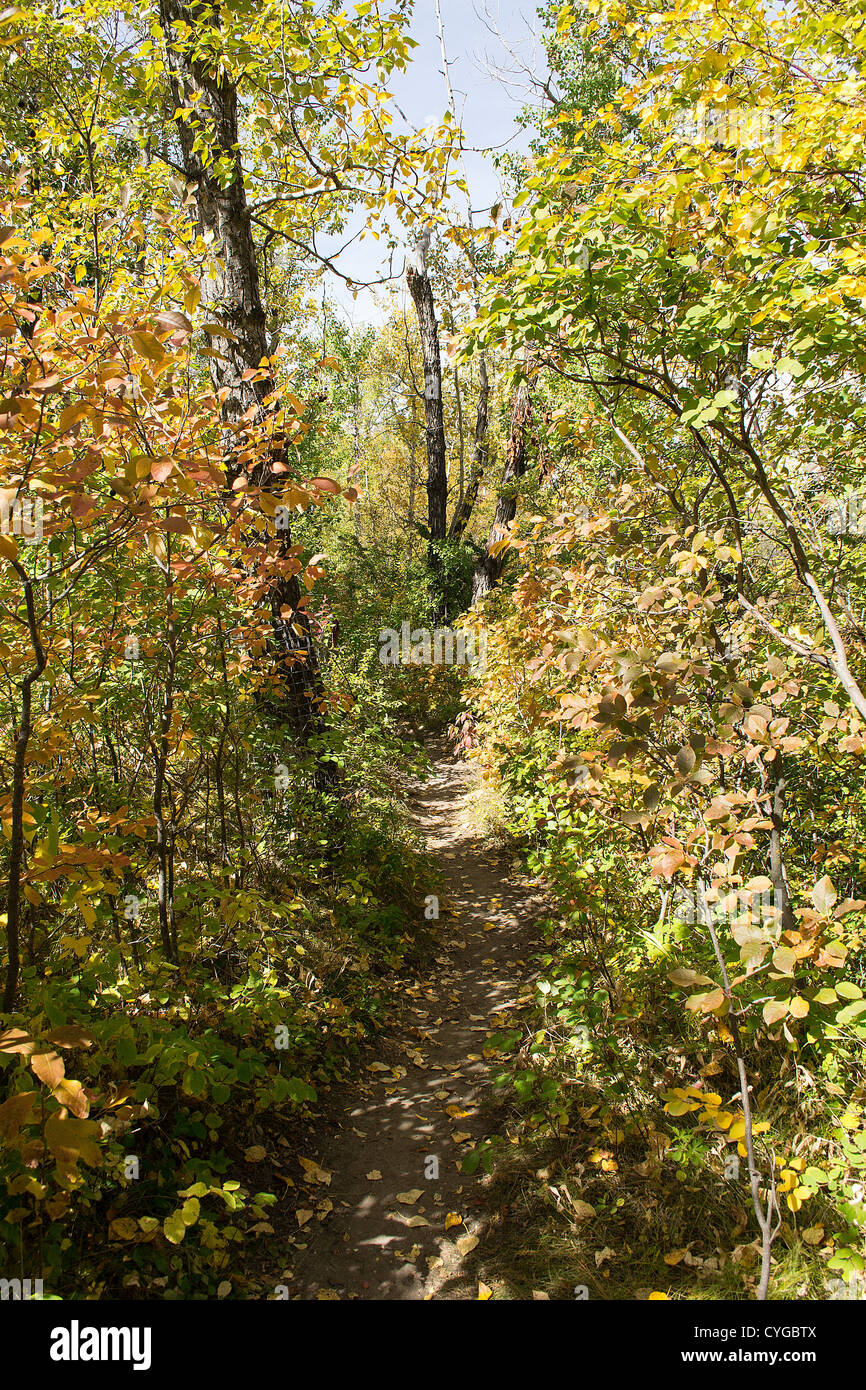 A hiking trail in the fall Stock Photo - Alamy
