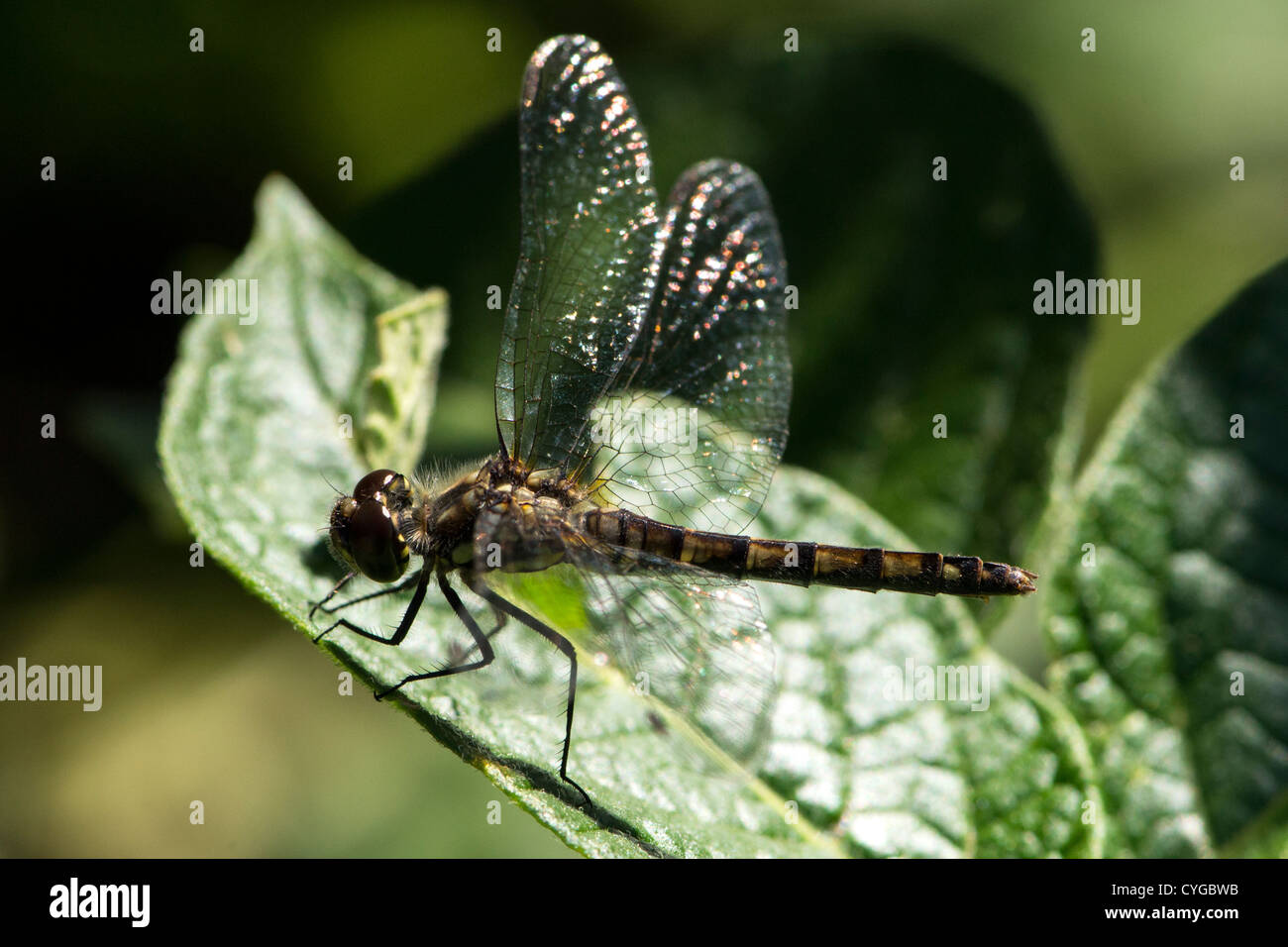 Dragon insect hi-res stock photography and images - Alamy