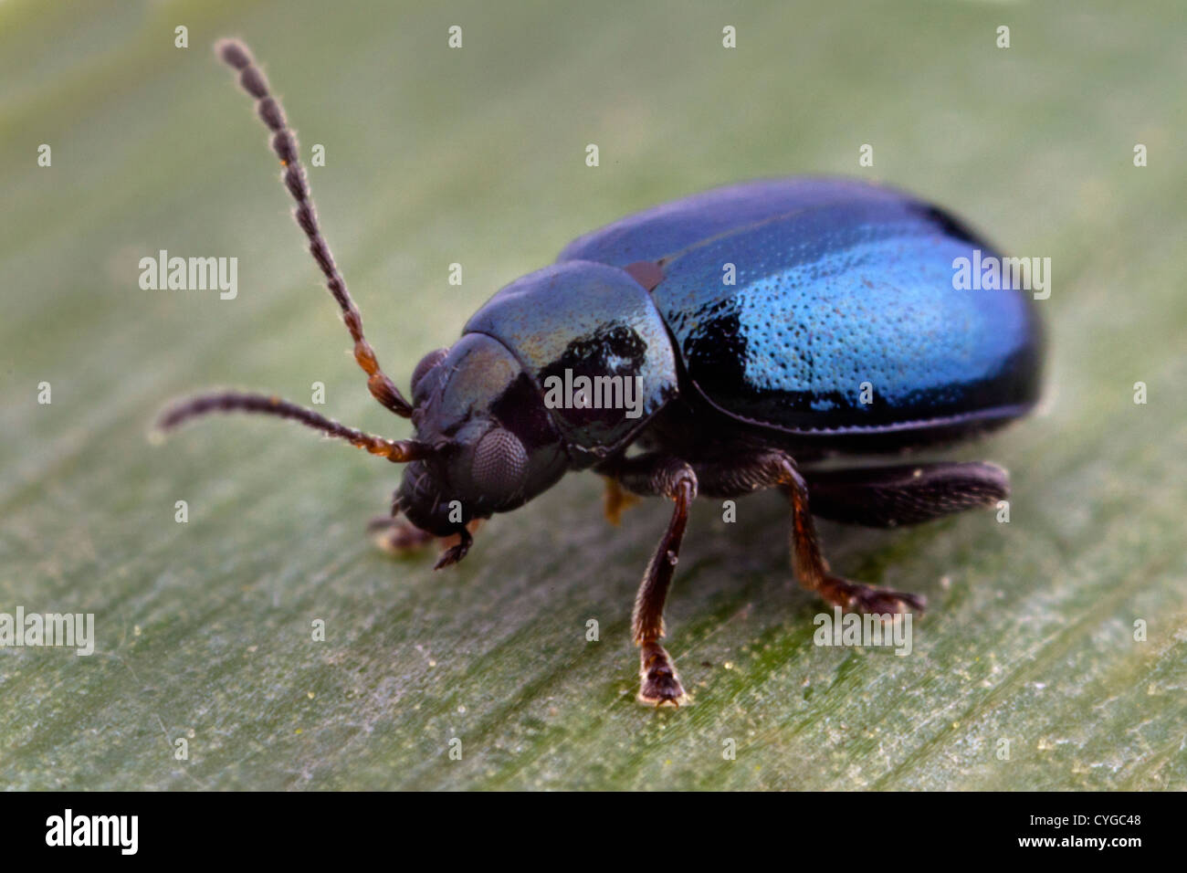 Blue beetle hi-res stock photography and images - Alamy