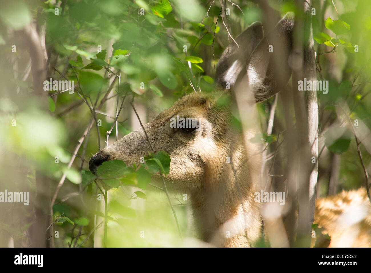 Deer in the trees Stock Photo - Alamy