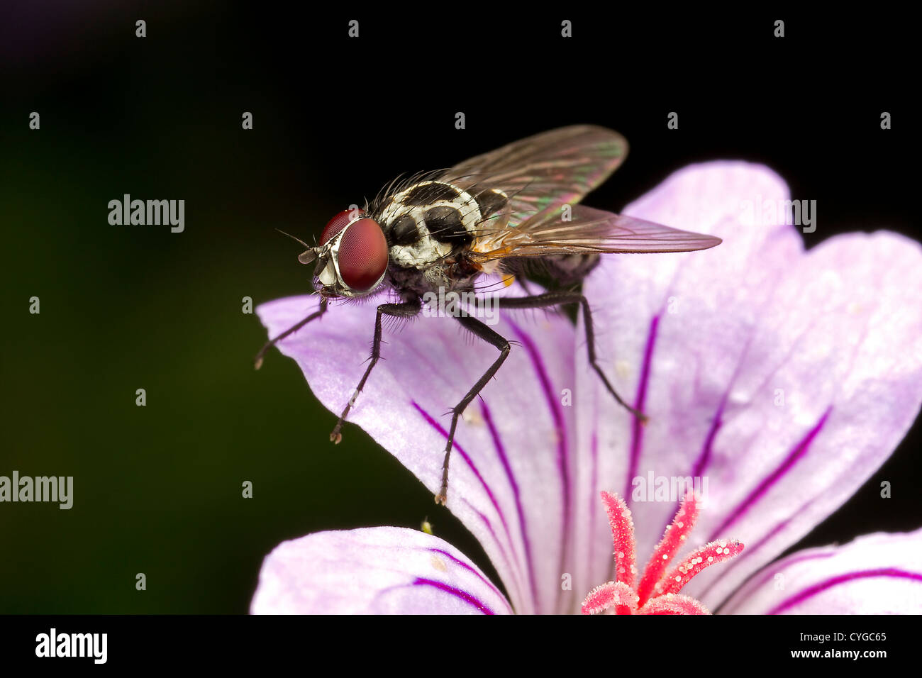 A fly close-up feeding Stock Photo - Alamy