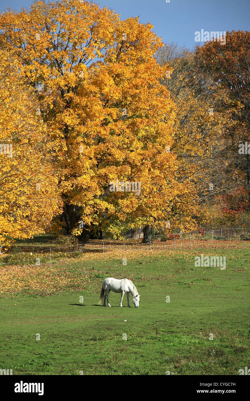 Horse england feild hi-res stock photography and images - Alamy