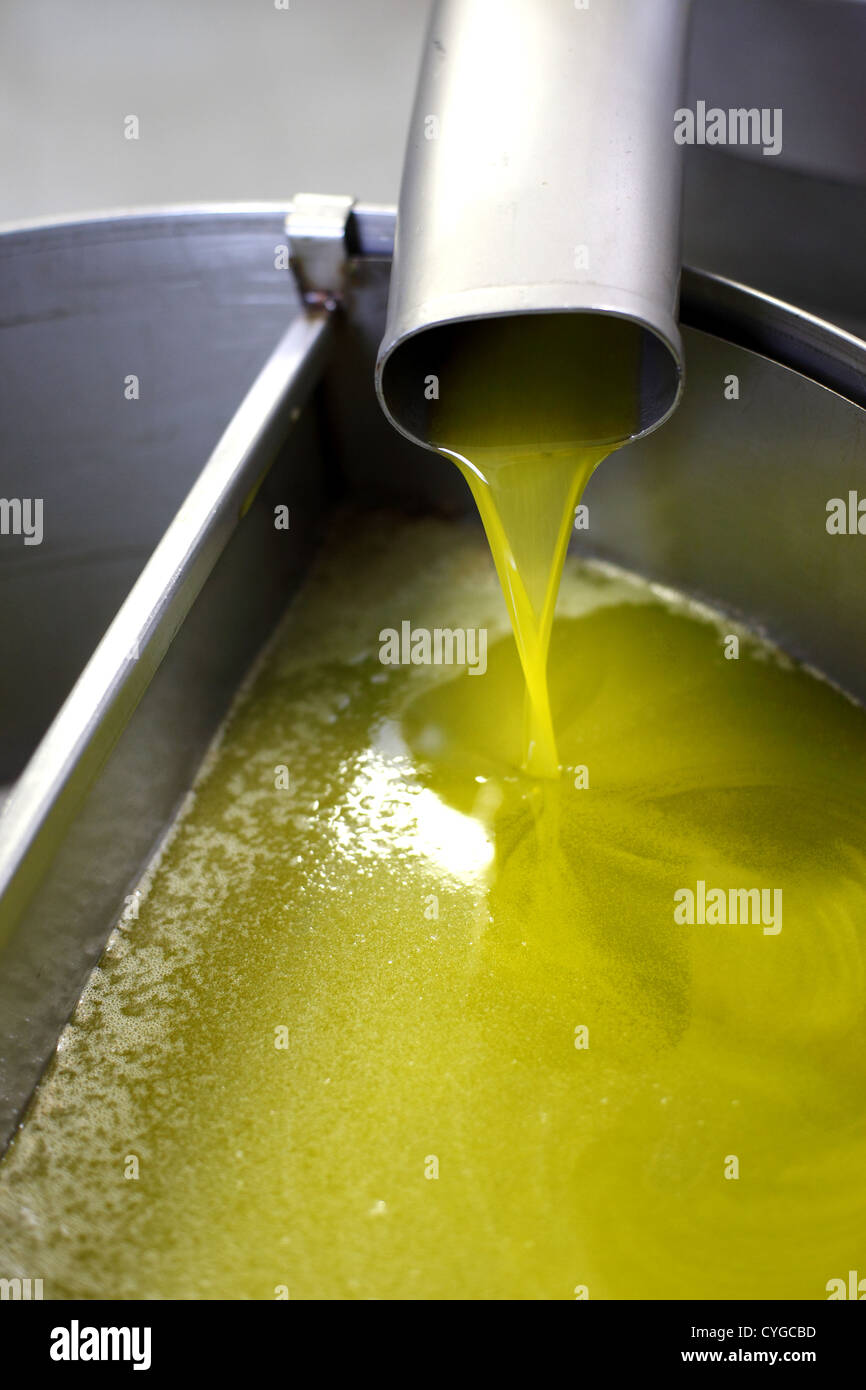 First pressing extra virgin olive oil being produced at an olificio in ...