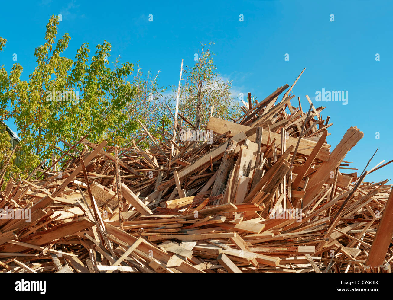 Only wood - live trees and firewood Stock Photo - Alamy