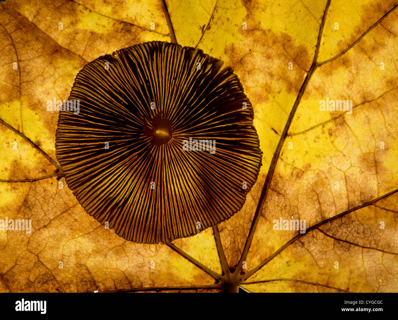 Nov. 4, 2012 - Roseburg, Oregon, U.S - With the onset of rainy fall ...