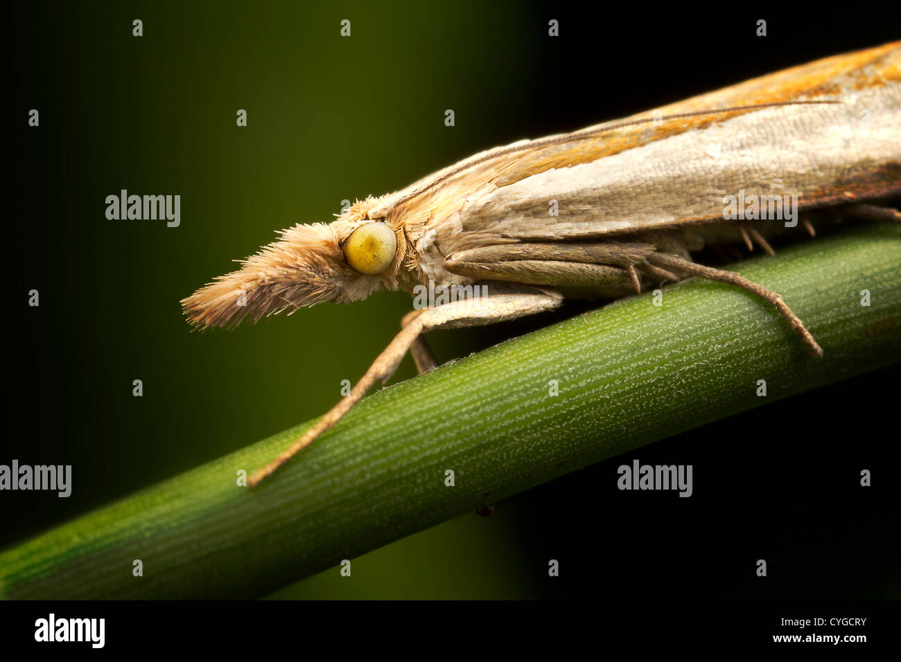 A moth is an insect related to the butterfly hi-res stock photography ...
