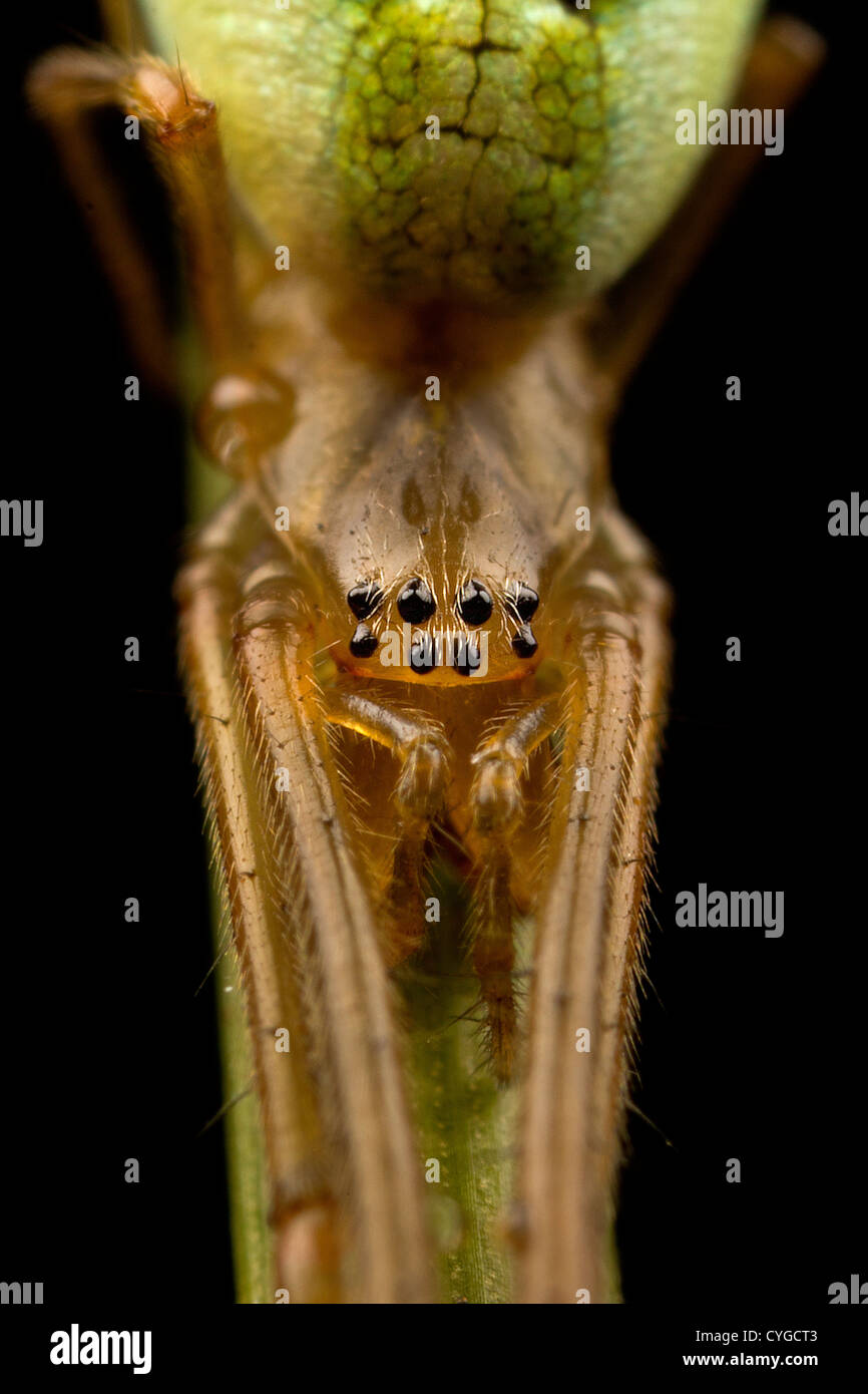 Community spiders hi-res stock photography and images - Alamy