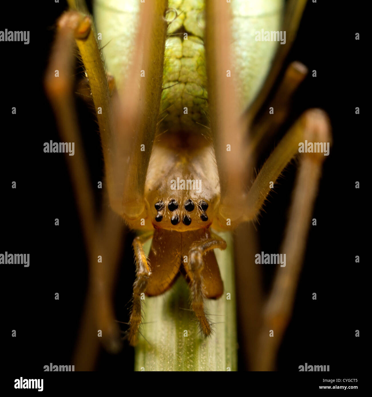 Community spiders hi-res stock photography and images - Alamy