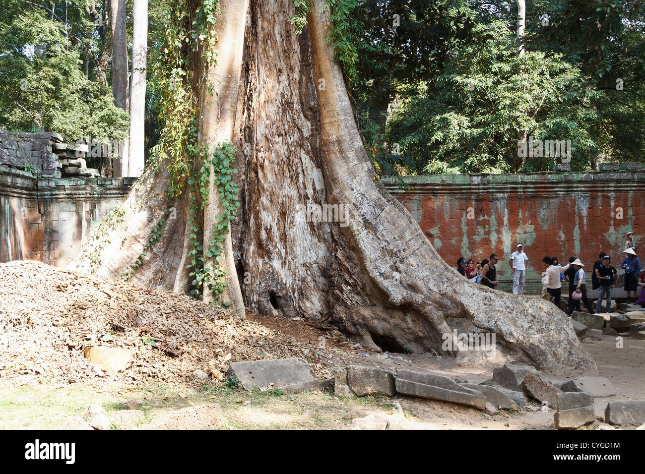 Roots of a Giant Tree overgrowing the Temple Ta Phrom in the Angkor ...