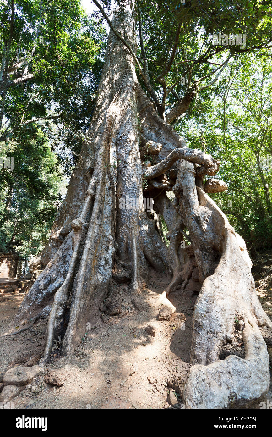 Roots of a Giant Tree overgrowing the Temple Ta Phrom in the Angkor ...