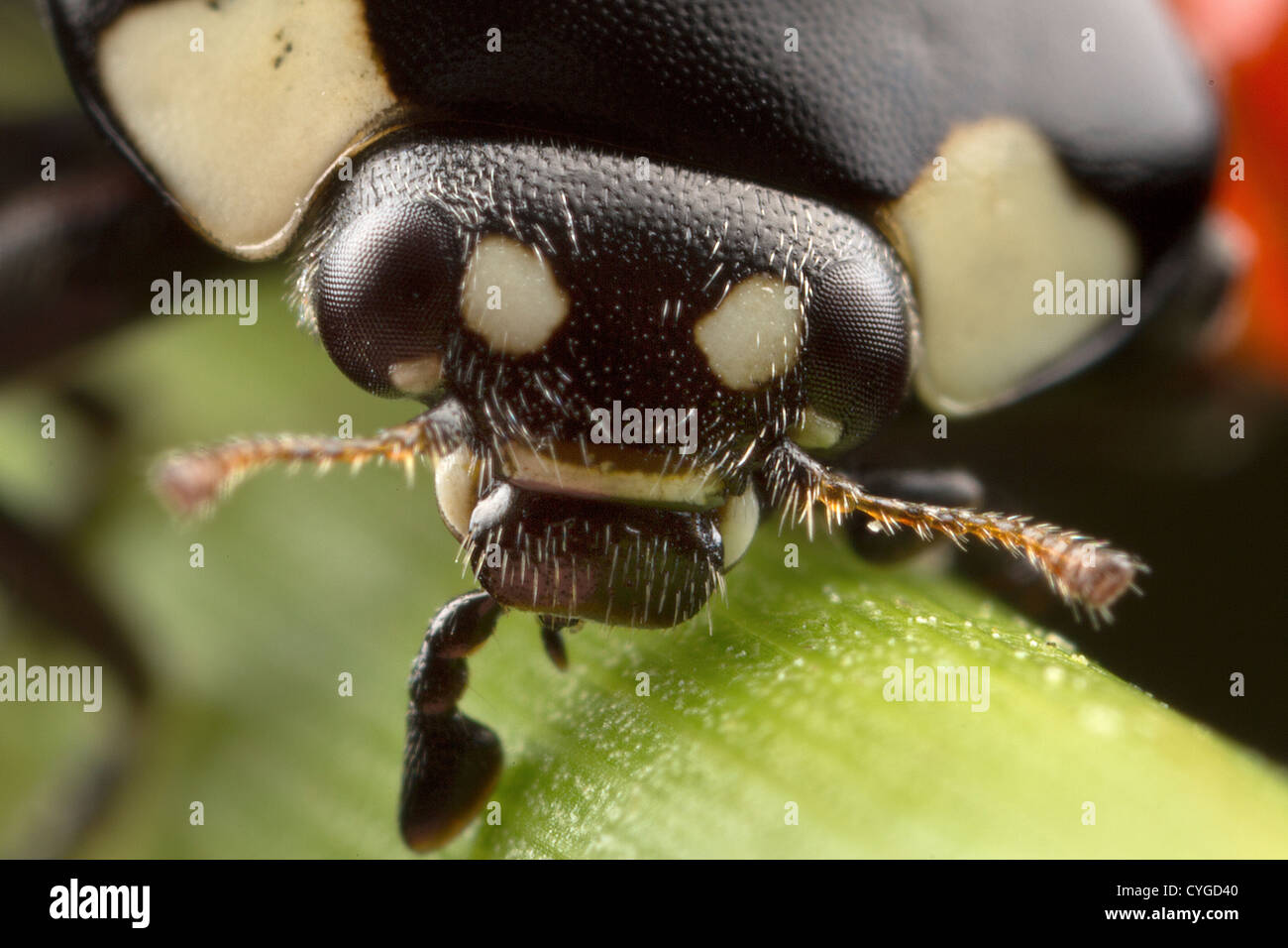 Lesser known insects hi-res stock photography and images - Alamy