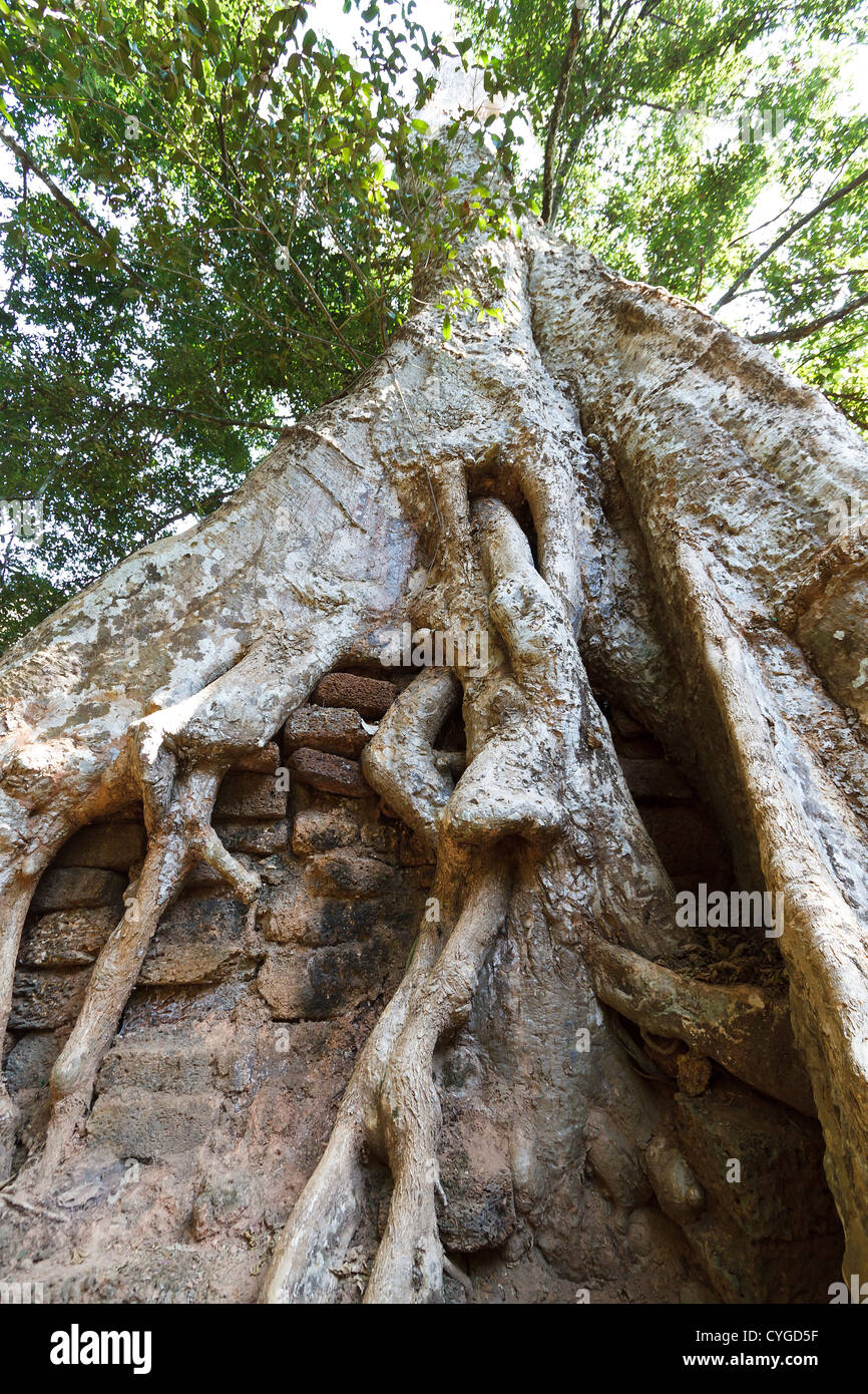 Roots of a Giant Tree overgrowing the Temple Ta Phrom in the Angkor ...
