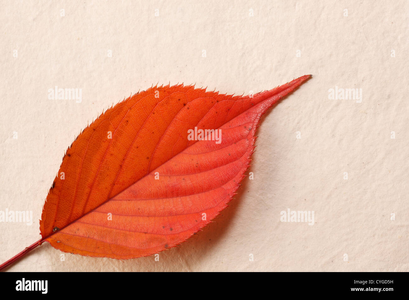 Leaf of paper hi-res stock photography and images - Alamy
