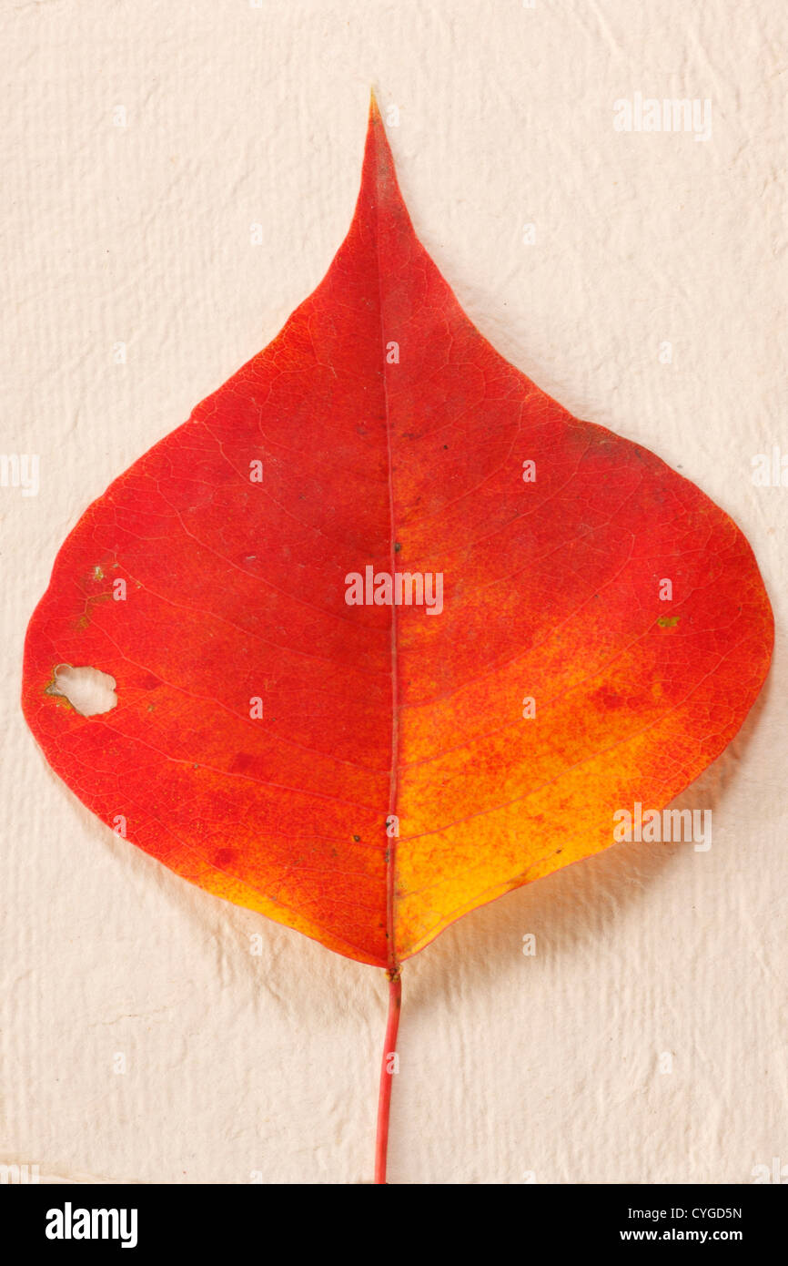Leaf of paper hi-res stock photography and images - Alamy
