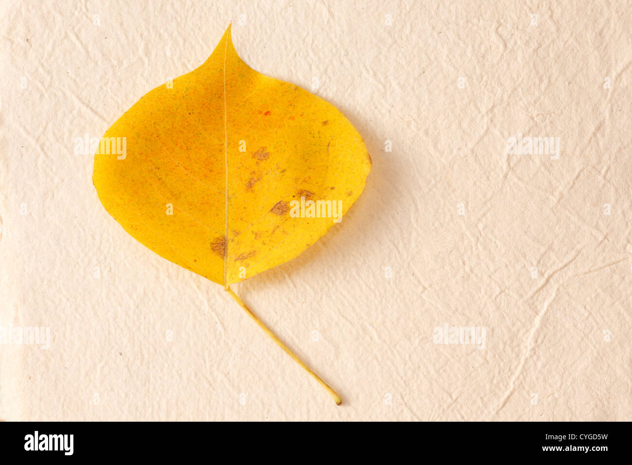 Leaf of paper hi-res stock photography and images - Alamy