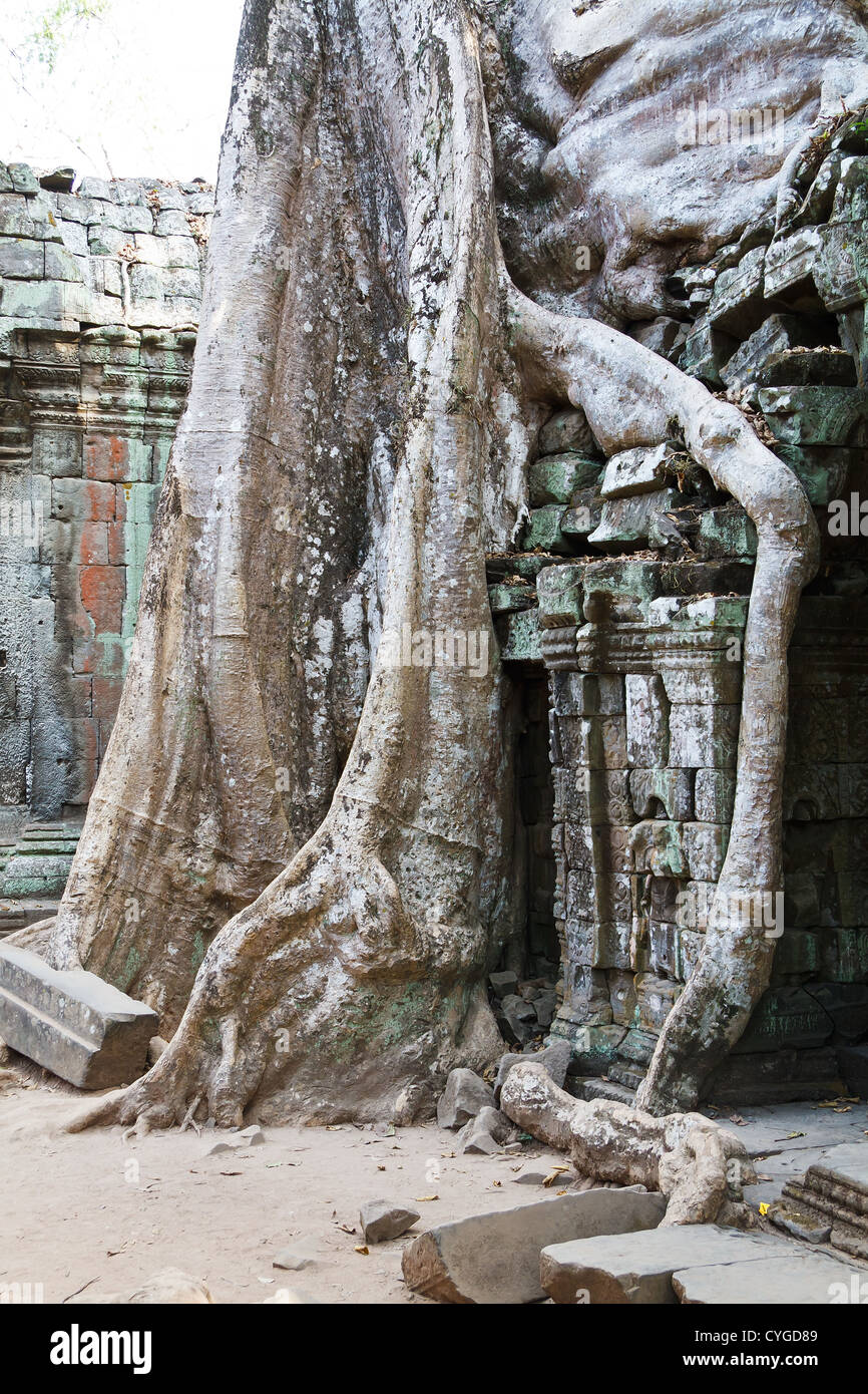 Roots of a Giant Tree overgrowing the Temple Ta Phrom in the Angkor ...