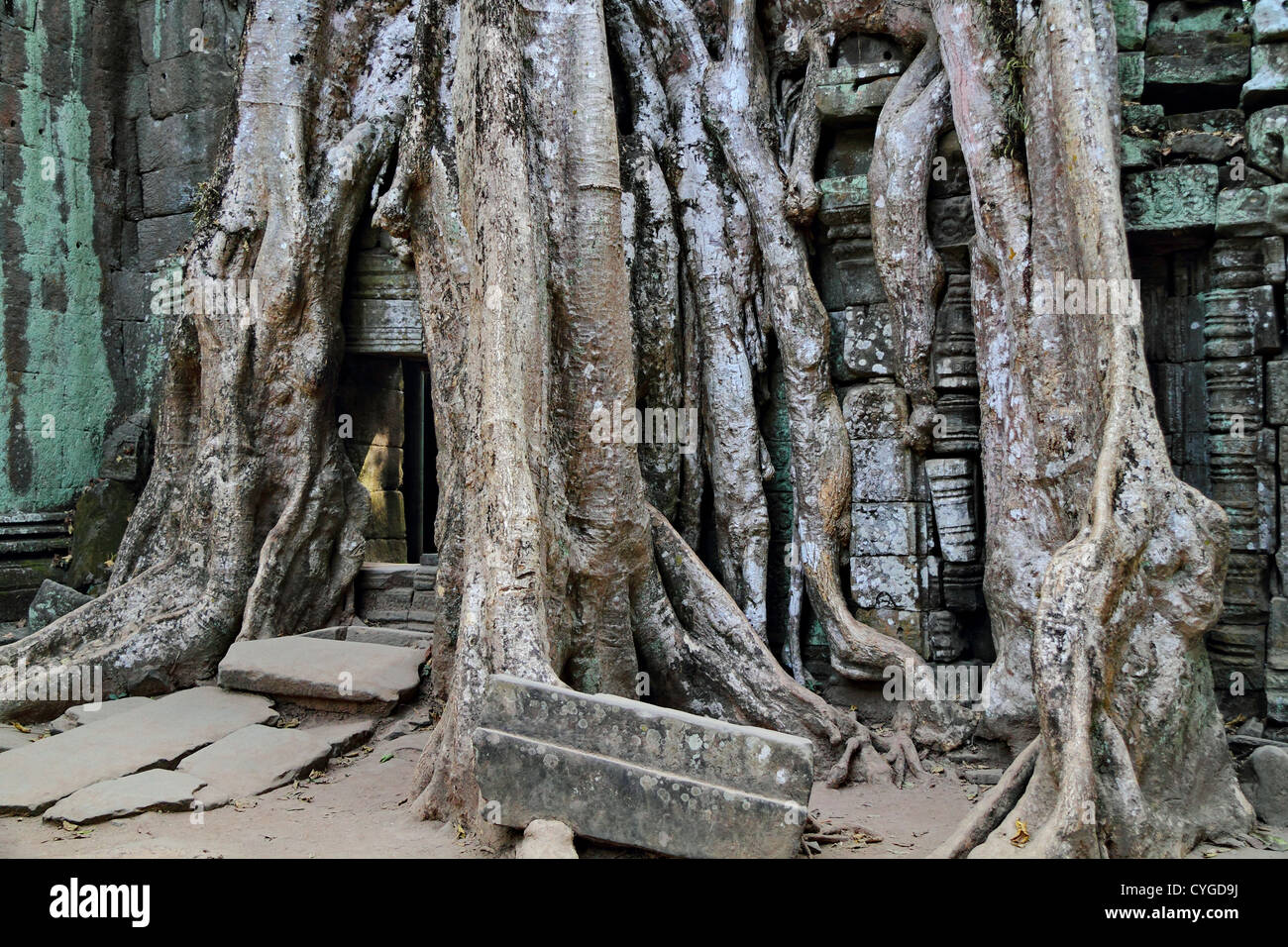 Roots of a Giant Tree overgrowing the Temple Ta Phrom in the Angkor ...