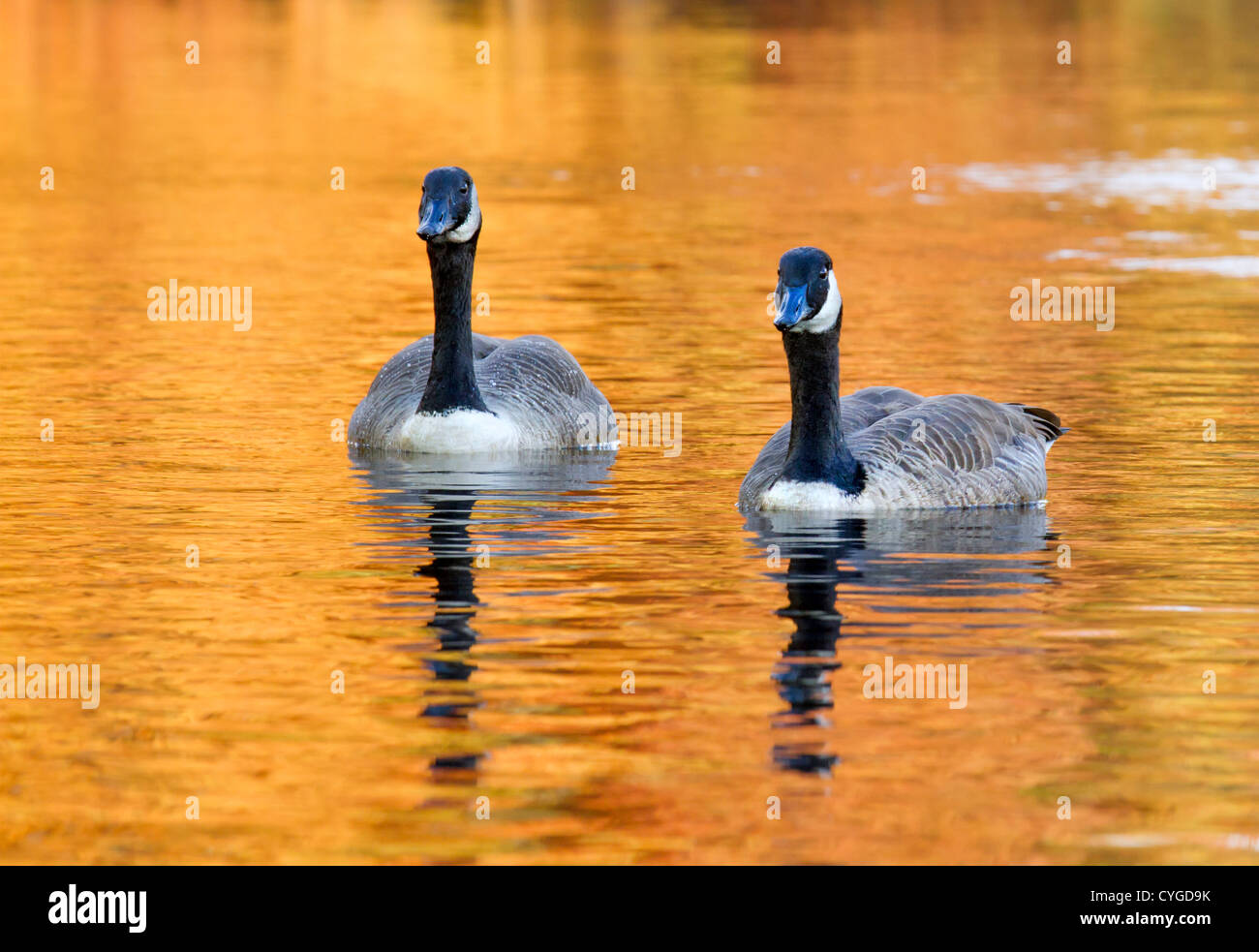 Fall in the water hi-res stock photography and images - Alamy