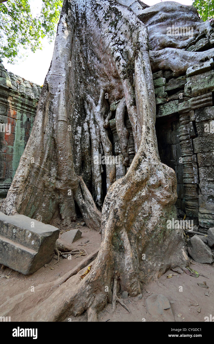 Roots of a Giant Tree overgrowing the Temple Ta Phrom in the Angkor ...