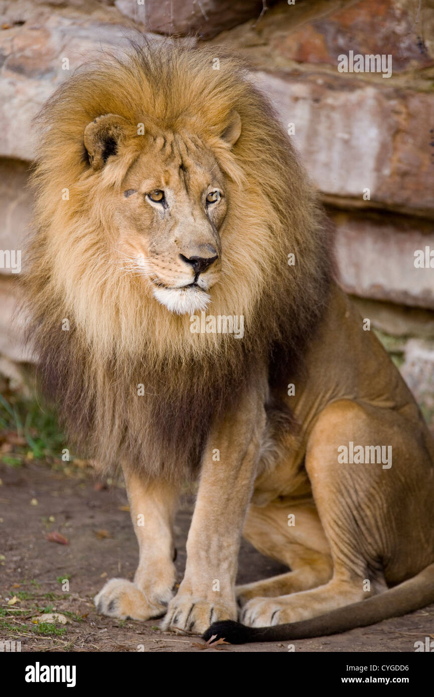 Large male lion Stock Photo - Alamy