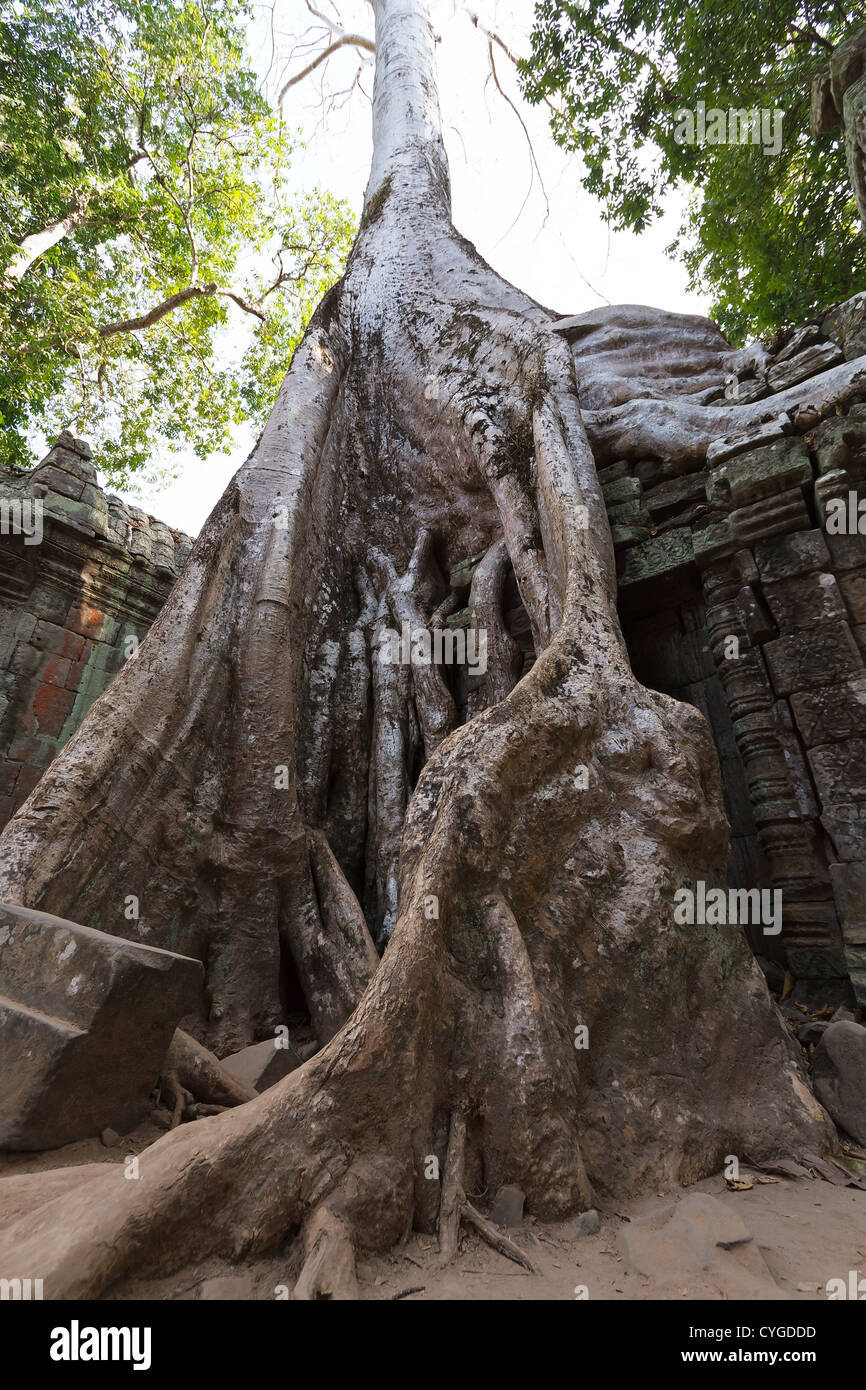 Roots of a Giant Tree overgrowing the Temple Ta Phrom in the Angkor ...