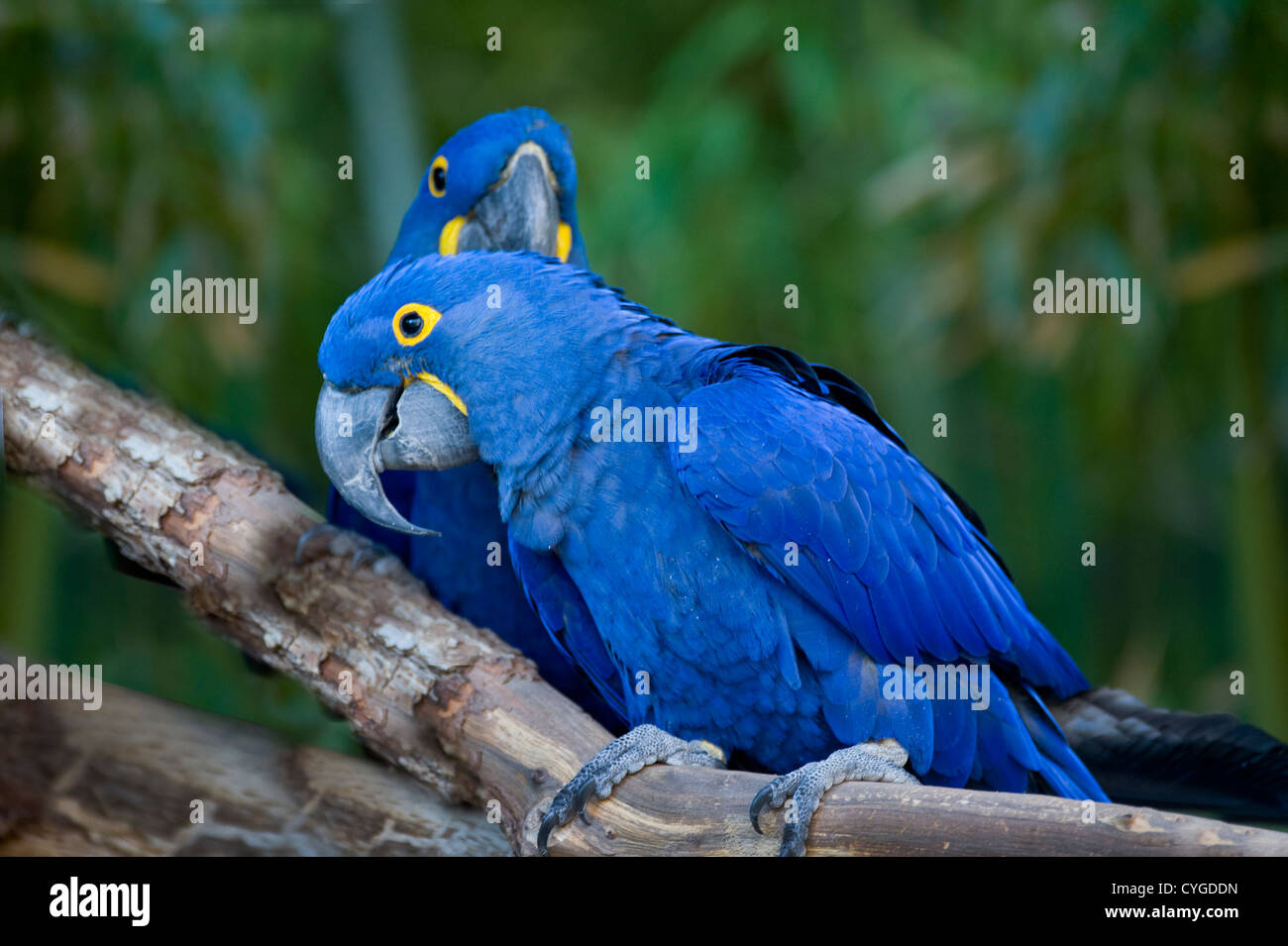 Blue and Yellow Macaw Birds Stock Photo - Alamy