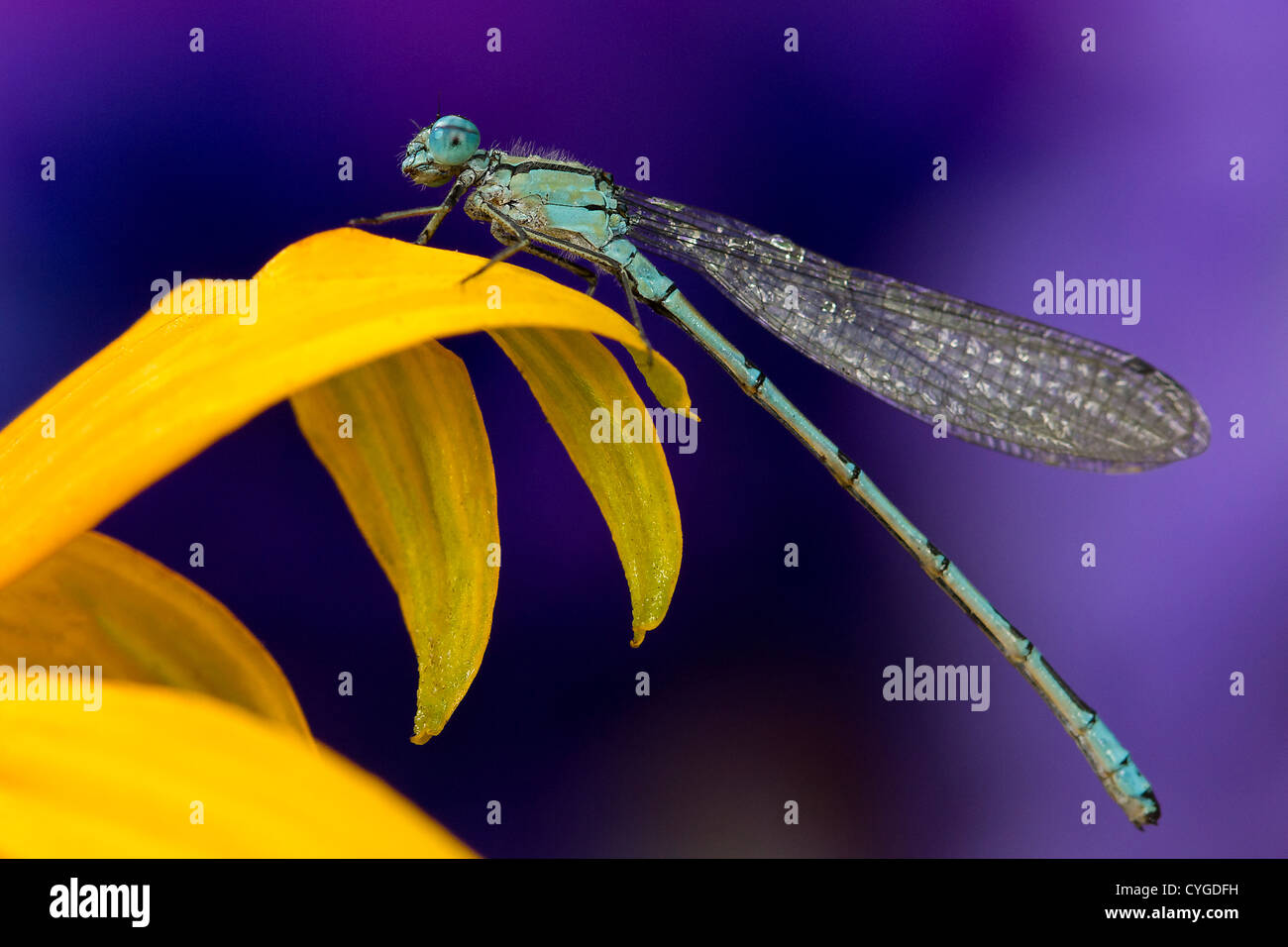 Happy alien flower hi-res stock photography and images - Alamy