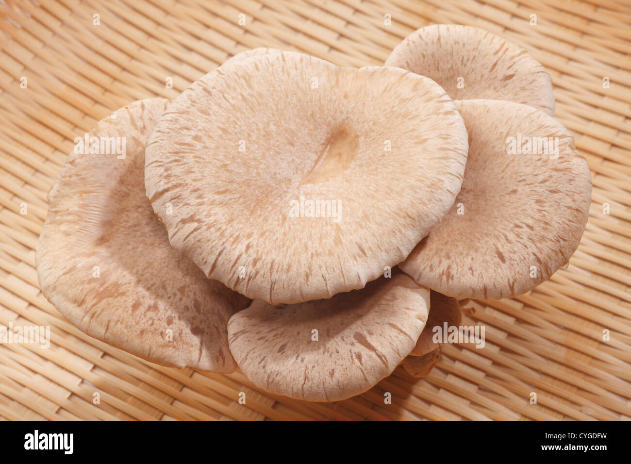 Eringi hi-res stock photography and images - Alamy