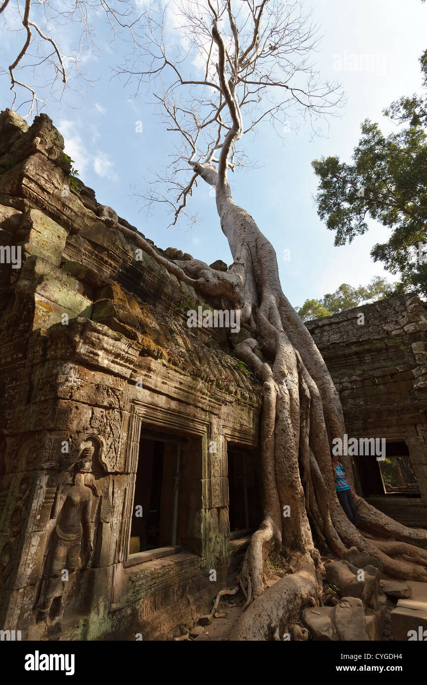 Roots of a Giant Tree overgrowing the Temple Ta Phrom in the Angkor ...