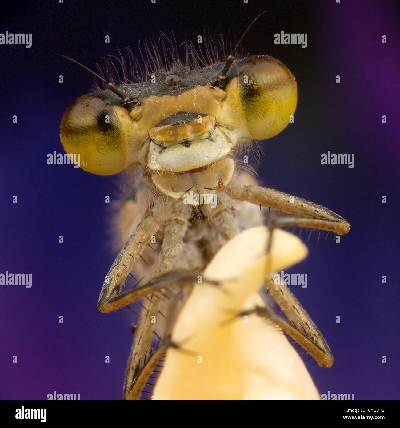 Happy alien flower hi-res stock photography and images - Alamy