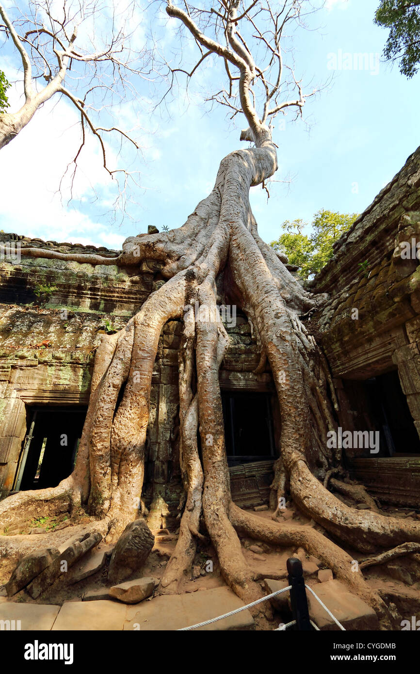 Roots of a Giant Tree overgrowing the Temple Ta Phrom in the Angkor ...