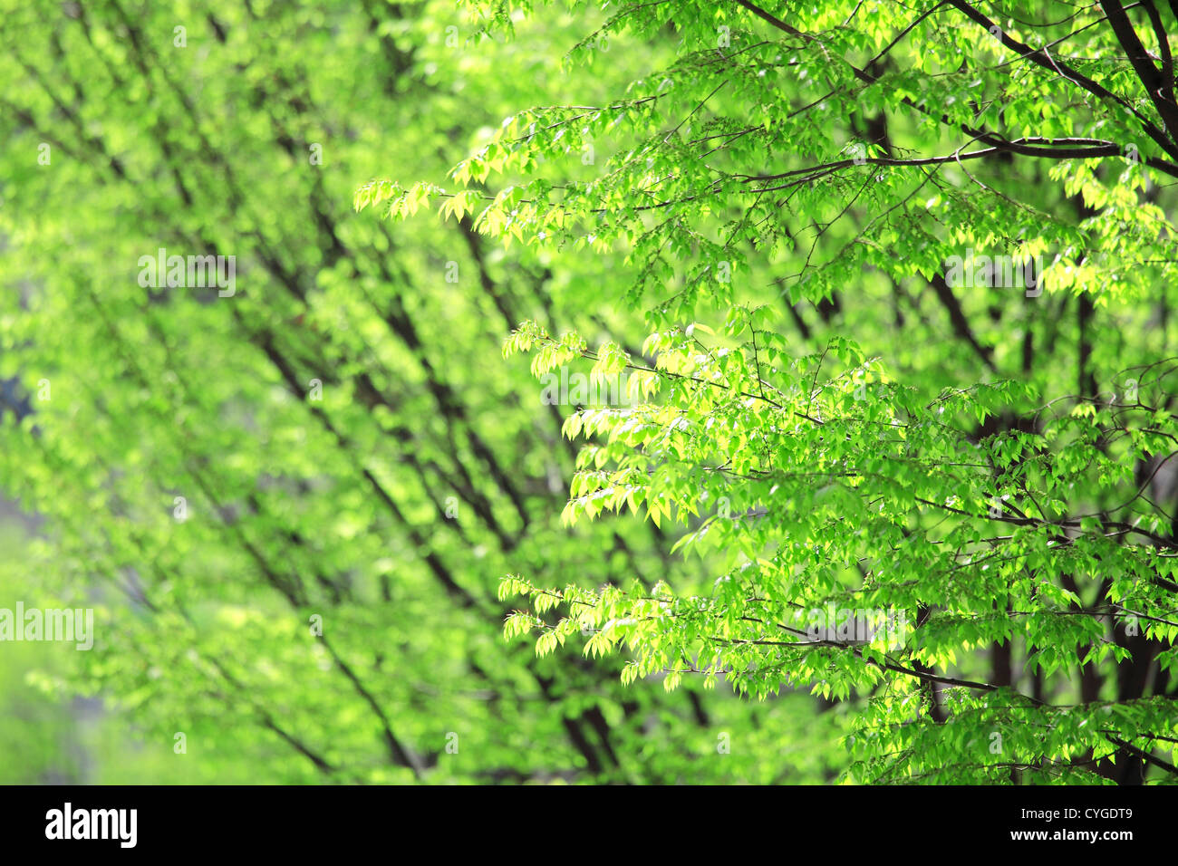 Trees and green leaves Stock Photo - Alamy