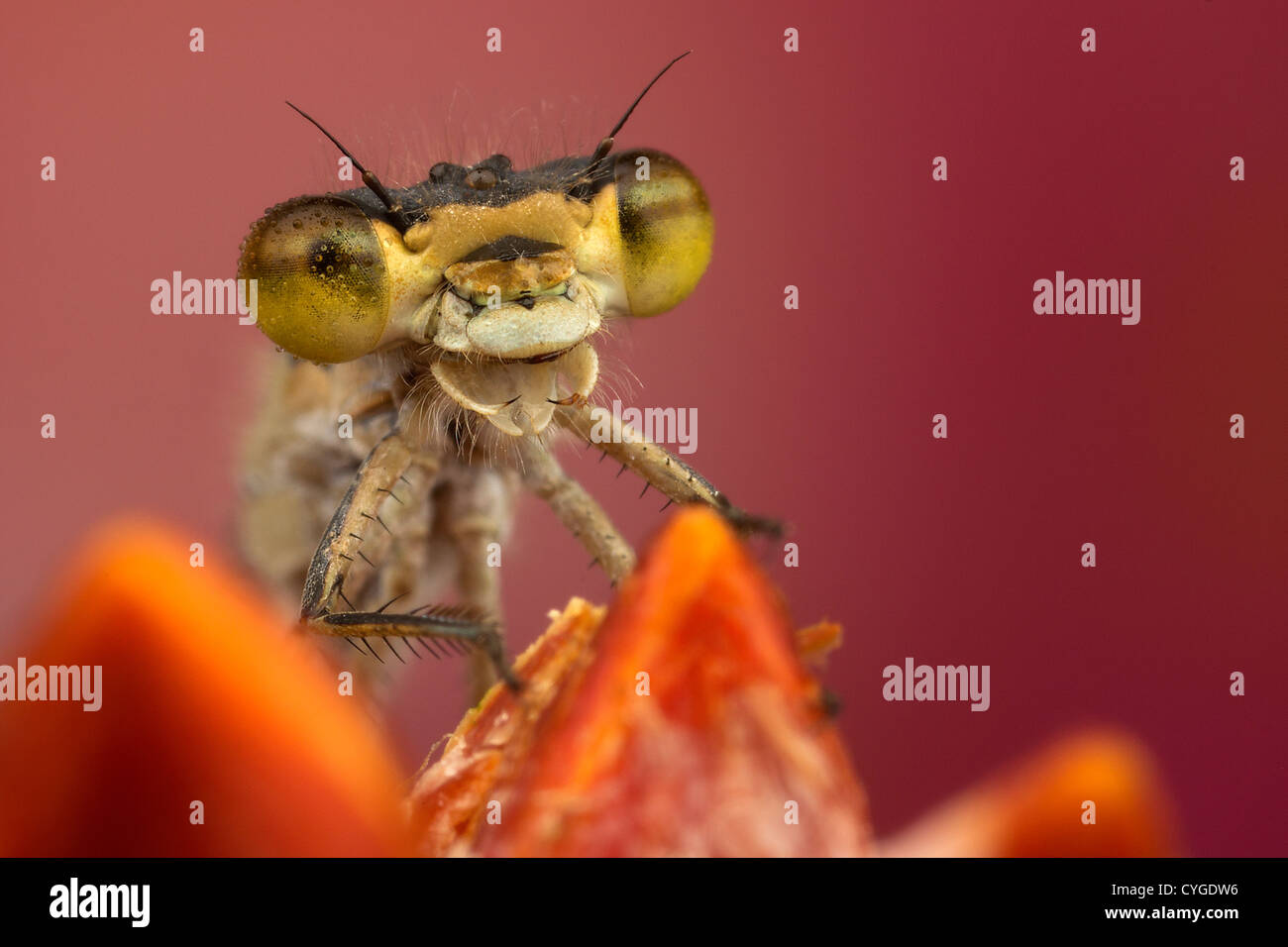 Happy alien flower hi-res stock photography and images - Alamy