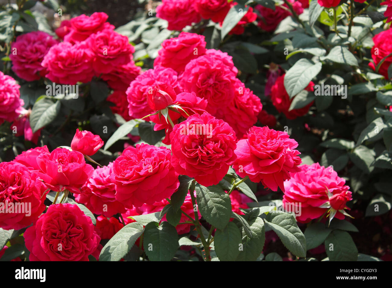 Red rose garden Stock Photo - Alamy