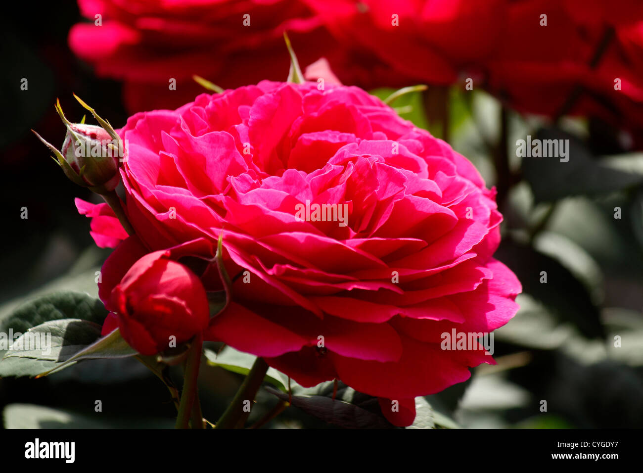 Red rose garden Stock Photo - Alamy