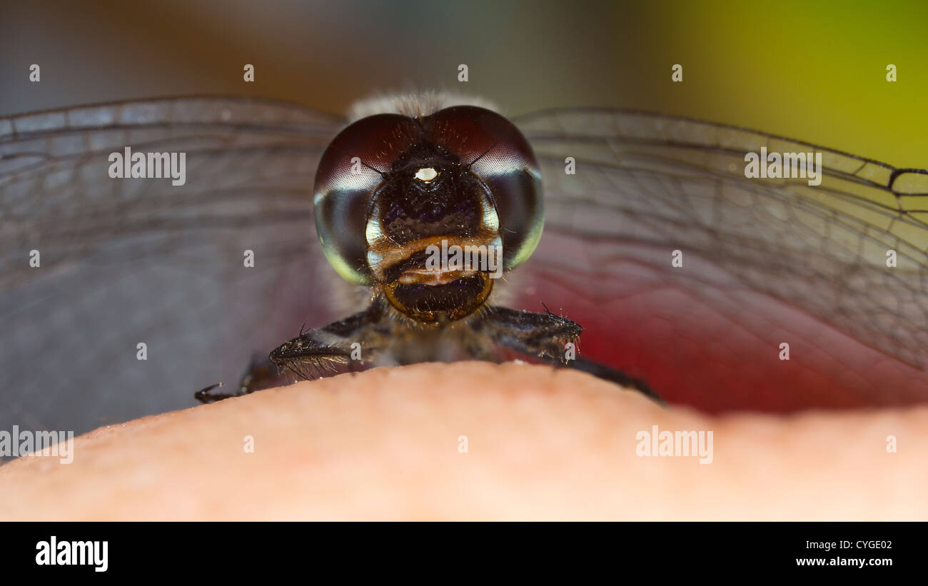 Dragonfly cartoon hi-res stock photography and images - Alamy