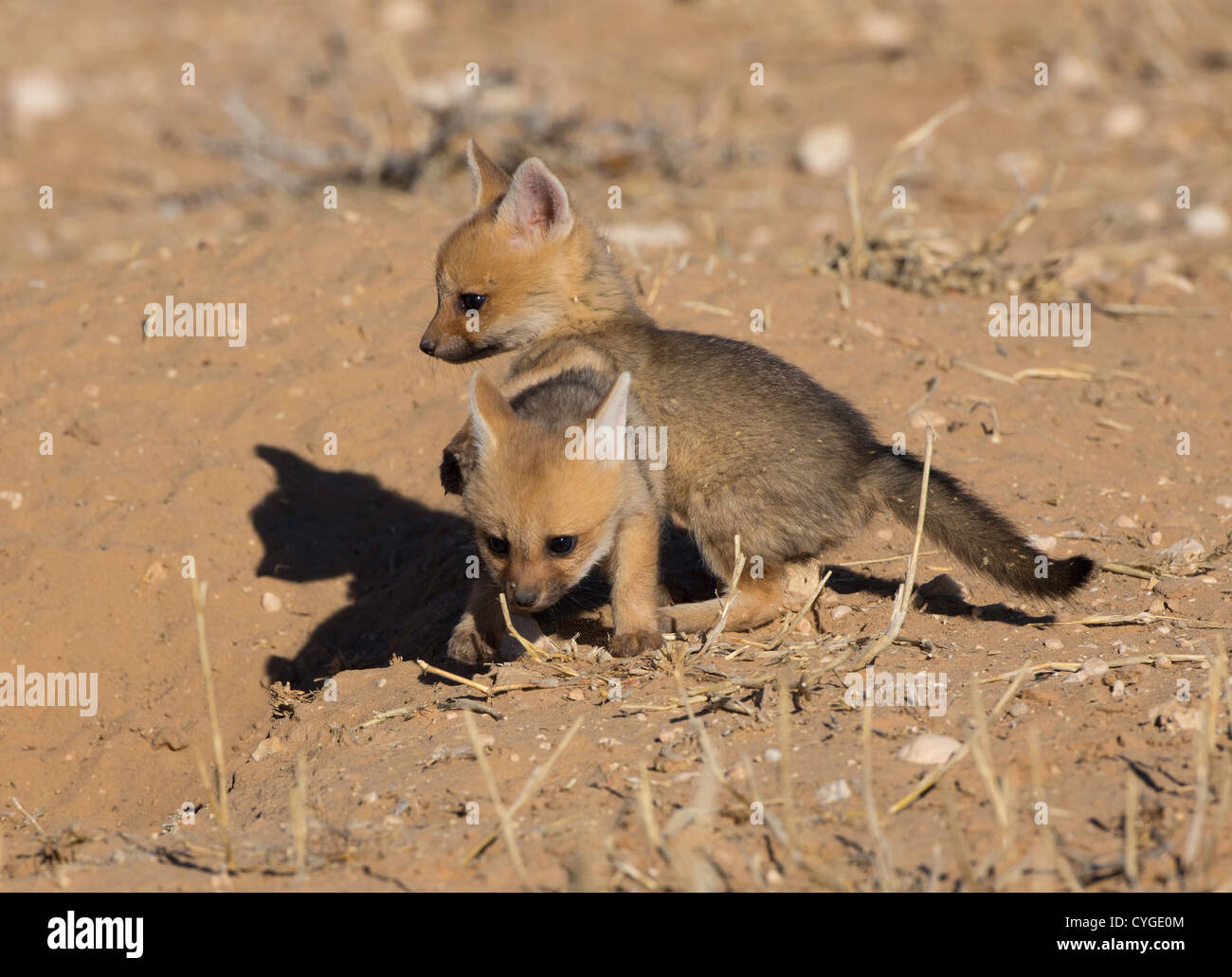 cape fox two babies playing at den Stock Photo - Alamy