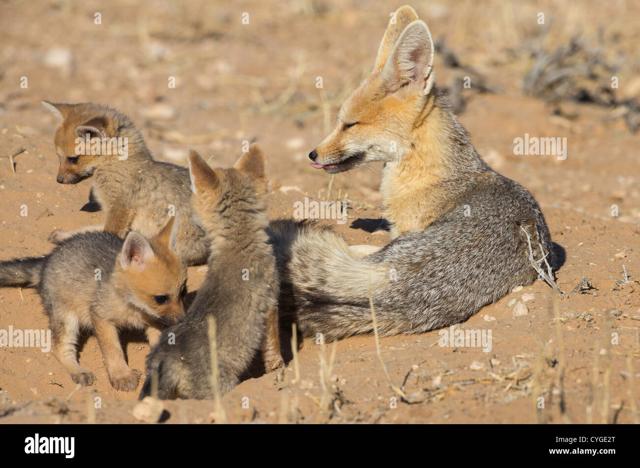cape fox with three babies at den playing Stock Photo - Alamy