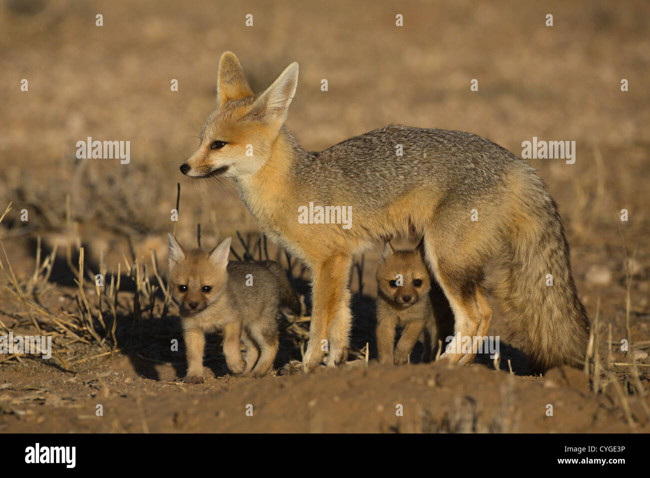 Two babies playing sand hi-res stock photography and images - Alamy