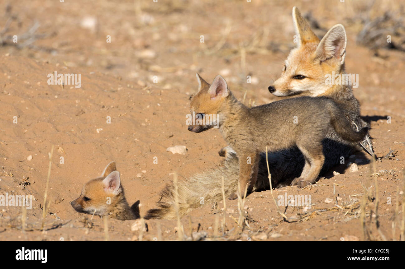cape fox with two babies at den Stock Photo - Alamy