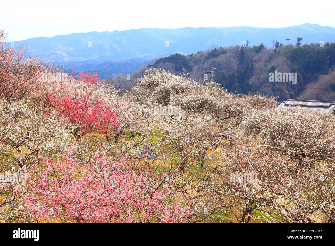 Plum forest hi-res stock photography and images - Alamy