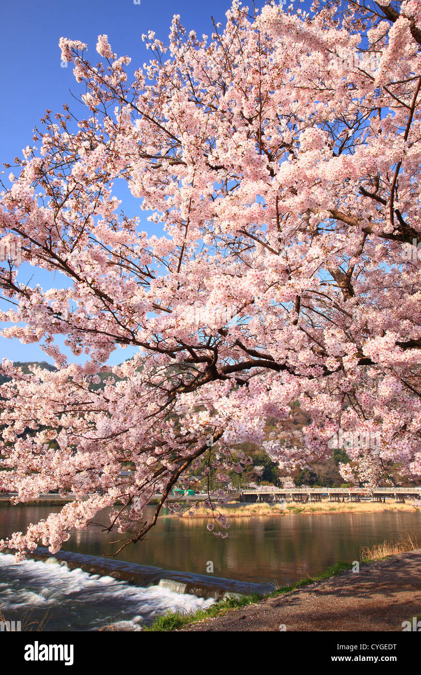 Arashiyama kyoto sakura hi-res stock photography and images - Alamy